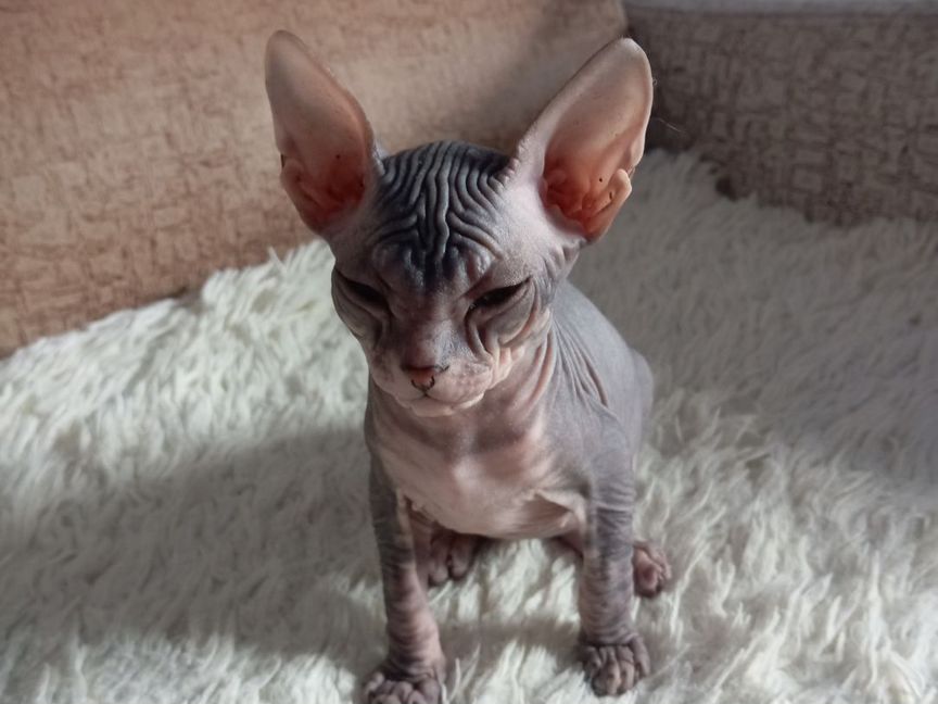 Донской сфинкс кот