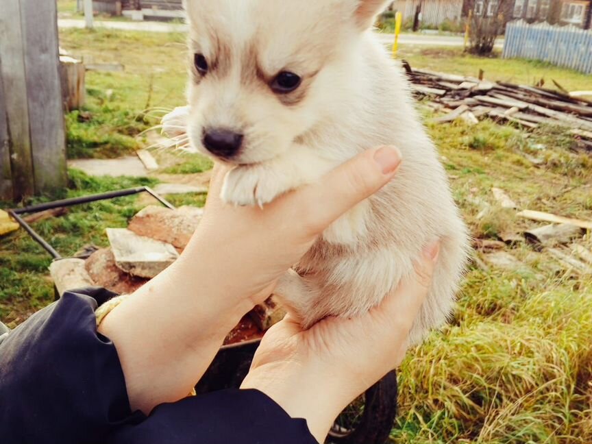 Щенки полу-хасята