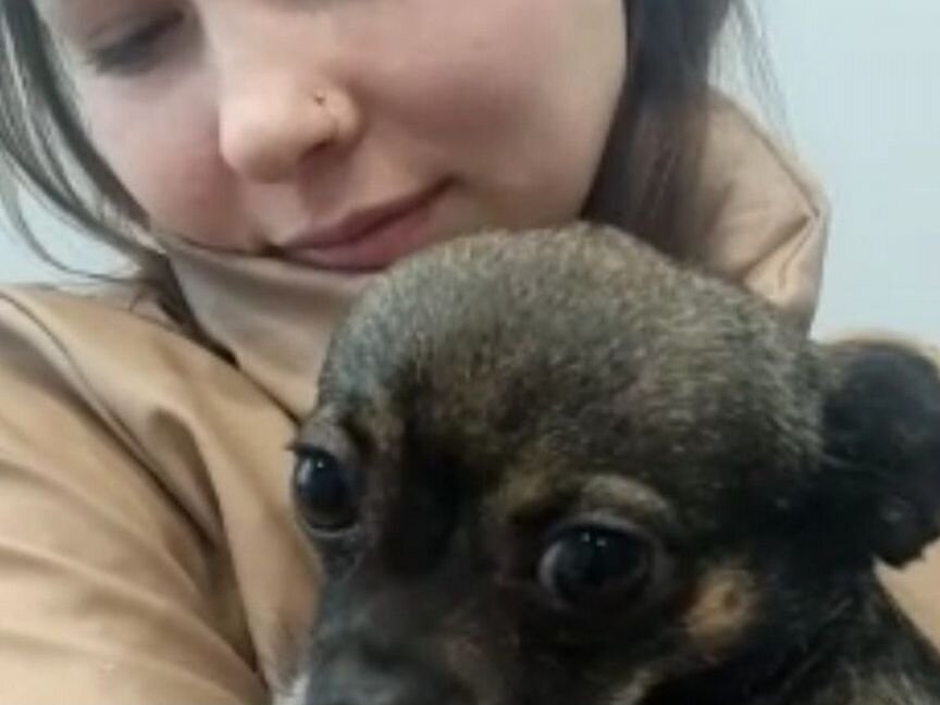 Маленькая порода