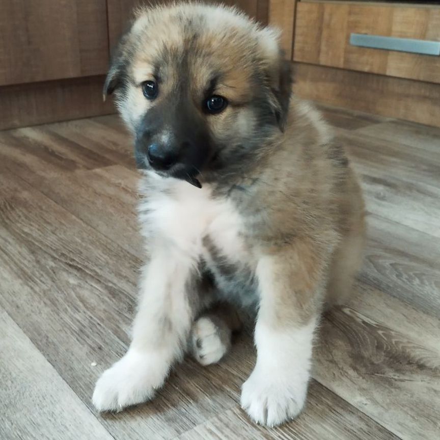 Кавказская овчарка, щенок