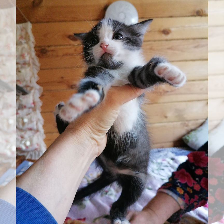 Котёнок в добрые руки