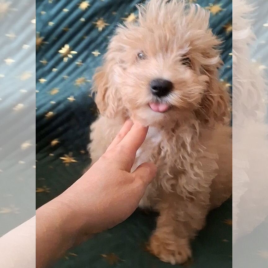 Мальтипу, щенок