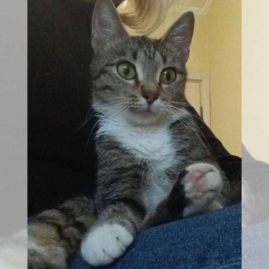 Кошечка,спасенная с улицы,ищет дом