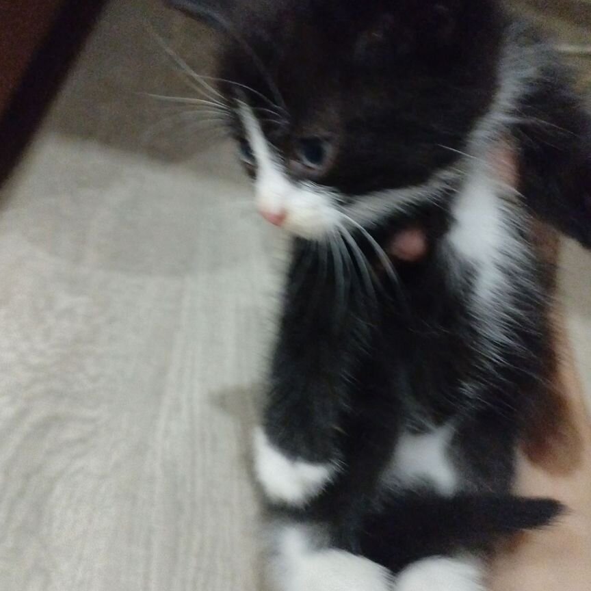 Милые пушистые котята даром