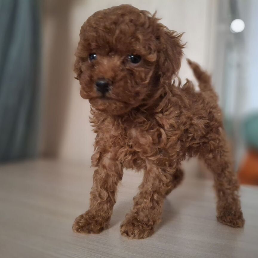 Пудель, щенок