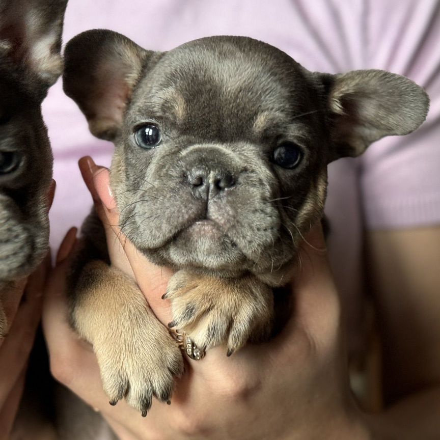 Французский бульдог щенки