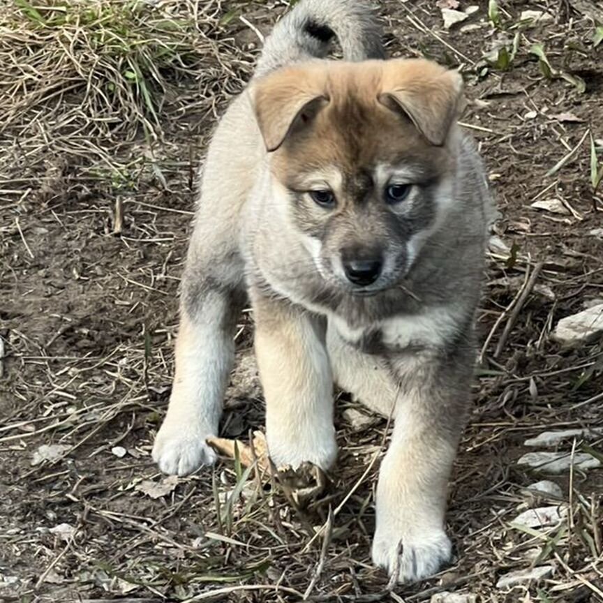 Западносибирская лайка, щенок