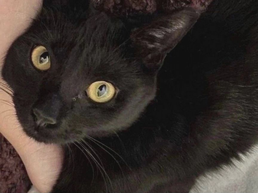 Мышнловка Ночка 10 мес, стерилизована, лоток 5