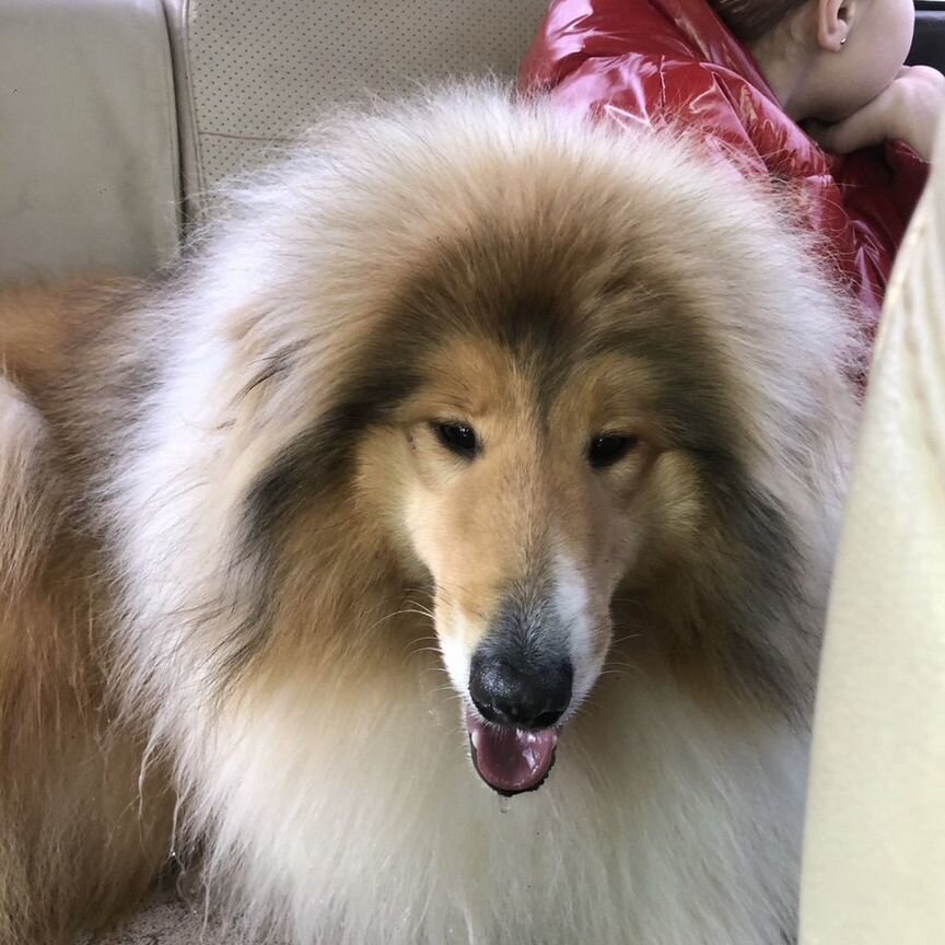 Колли, взрослая собака