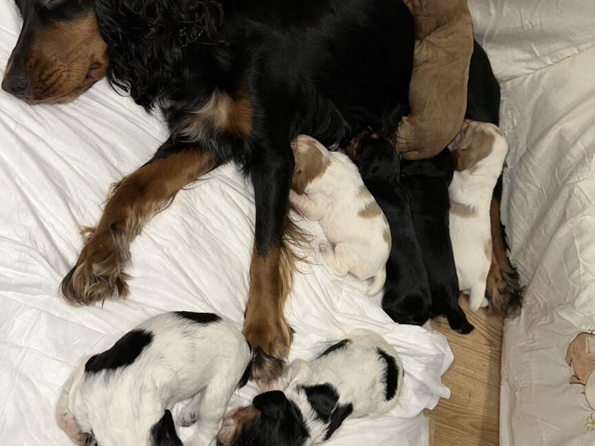 Щенки русского охотничего спаниеля