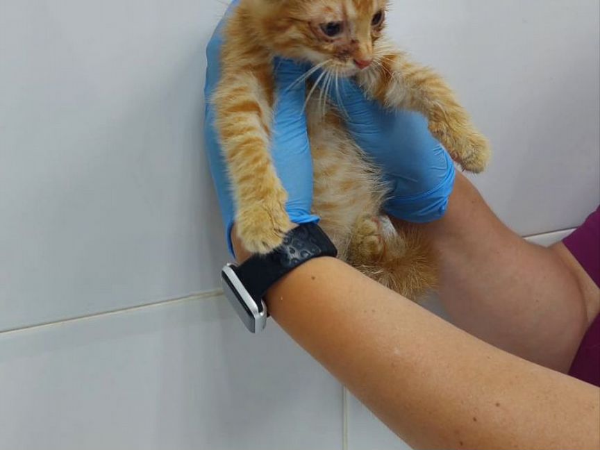 Рыжий котенок мальчик