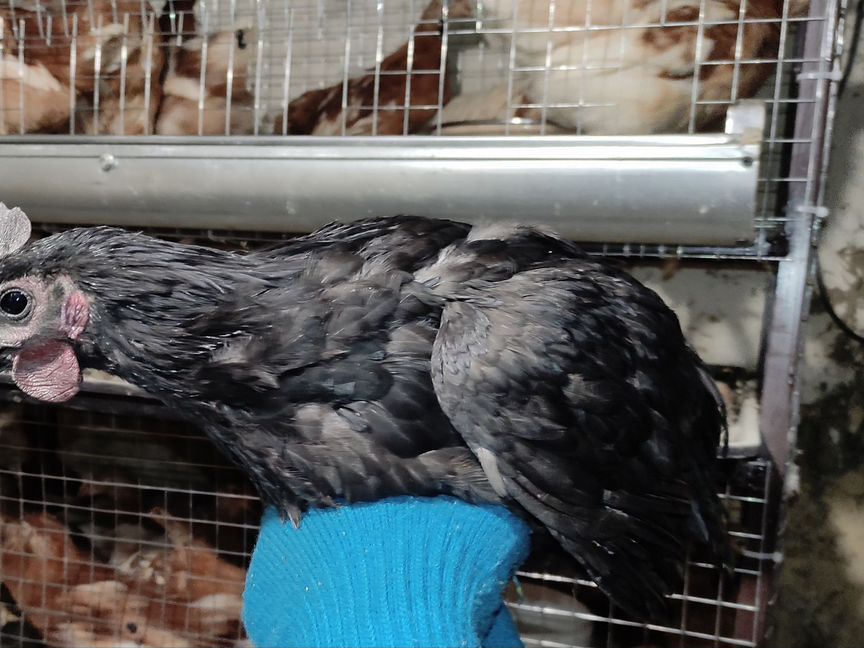 Молодые петухи