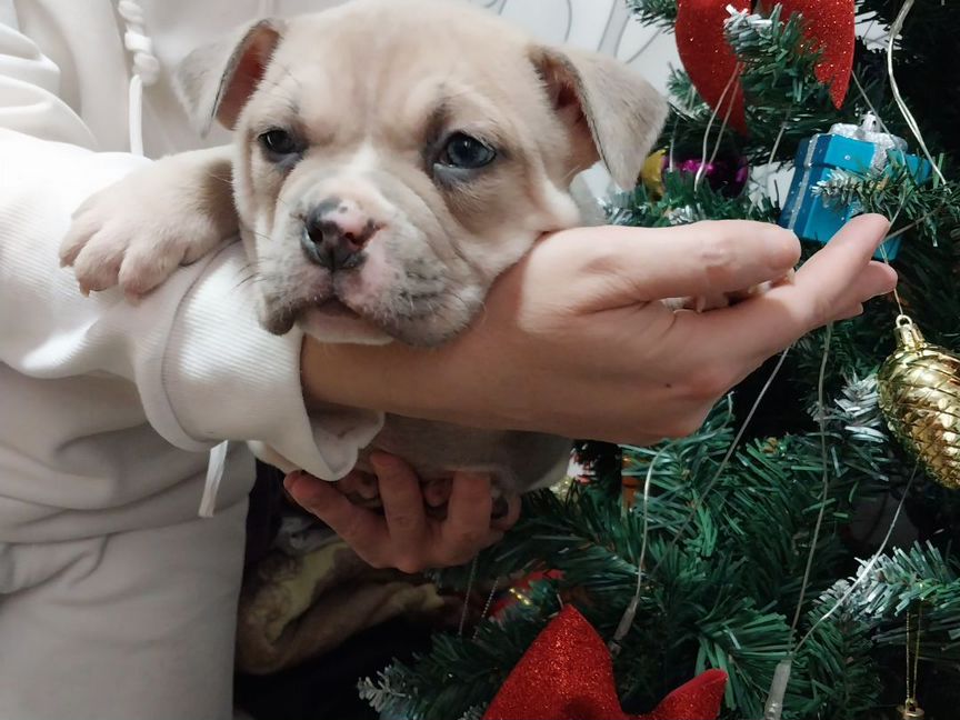 Американский булли(American bully )