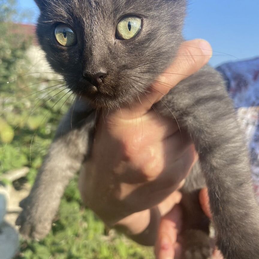 Котята в добрые руки бесплатно