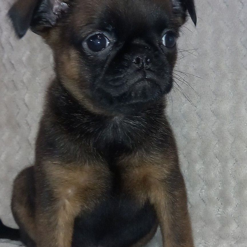 Мальчишка птишка