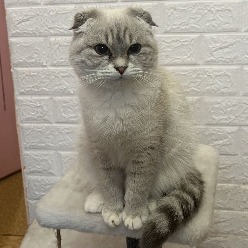 Шотландский вислоухий длинношёрстный котёнок