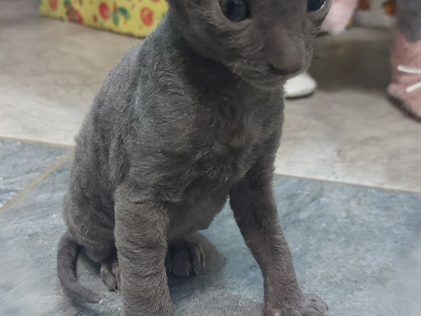 Продам котят