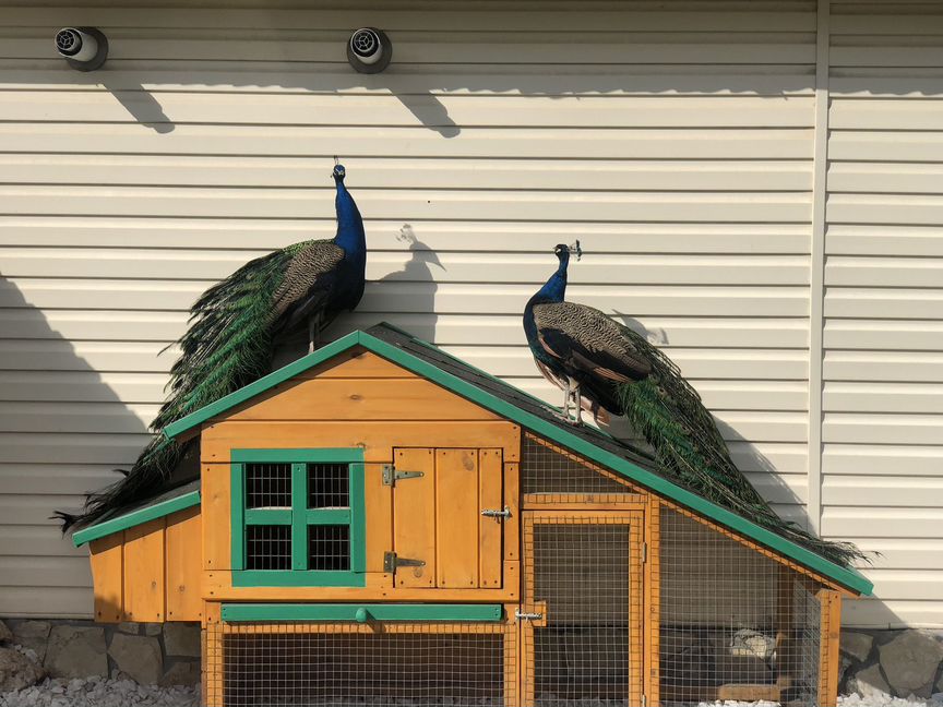 Курятник для птиц, крольчатник