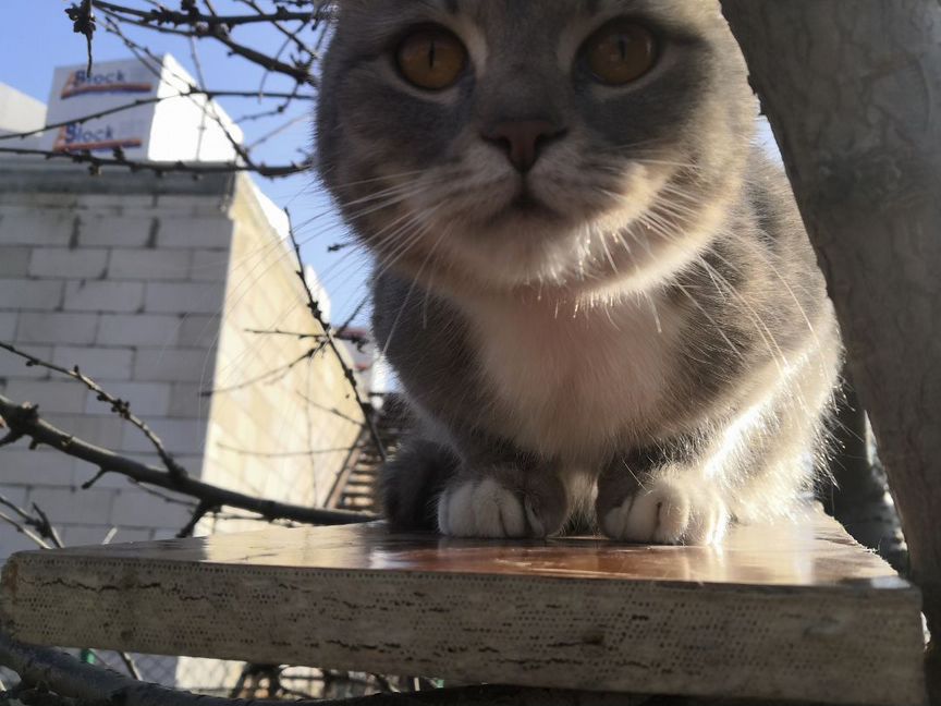 Шотландская вислоухая кошка
