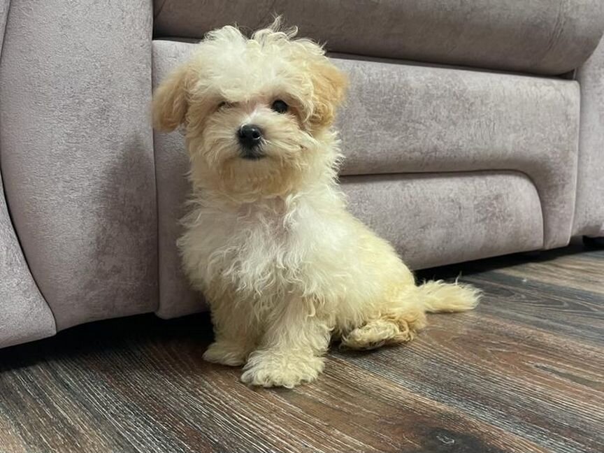 Карамельки мальтипу