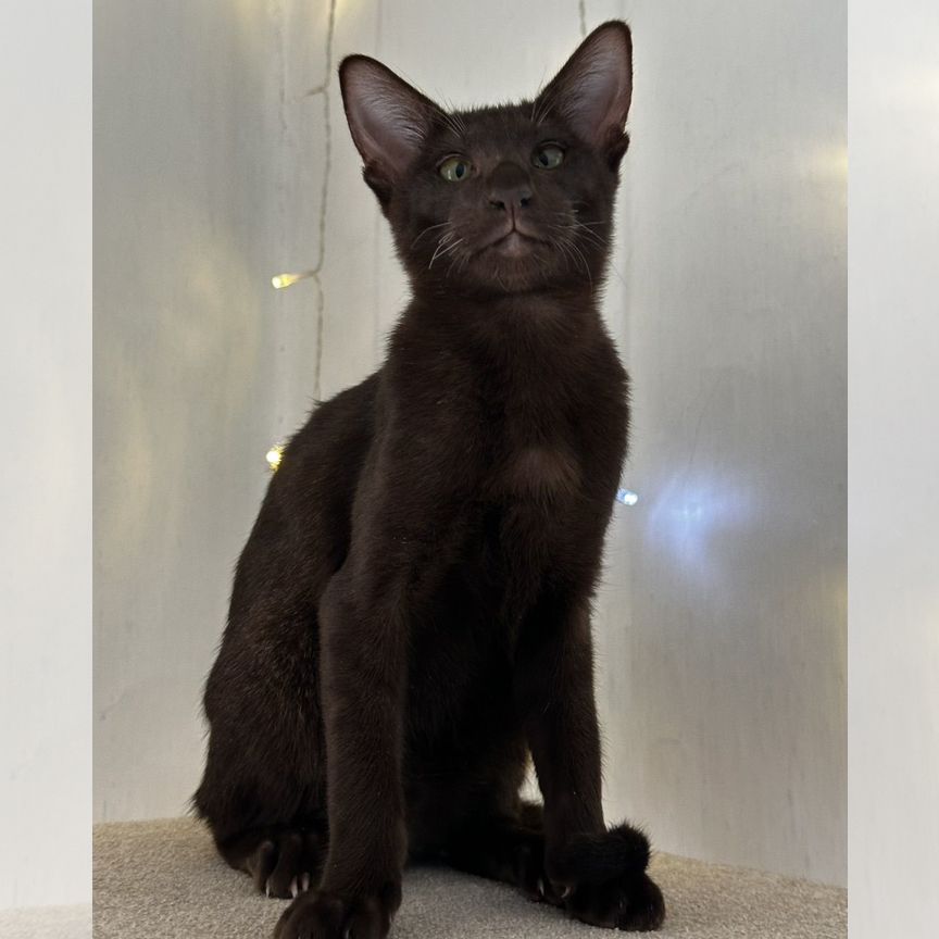 Ориентальный котёнок