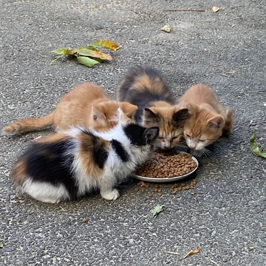 Котята в добрые руки