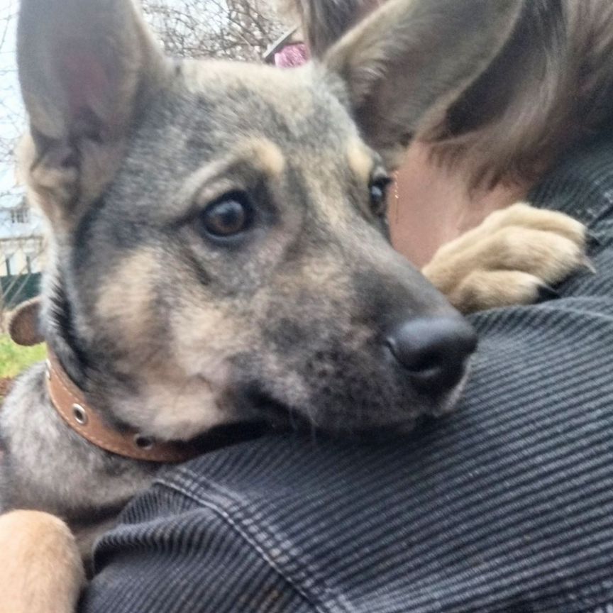 Щенок в добрые руки