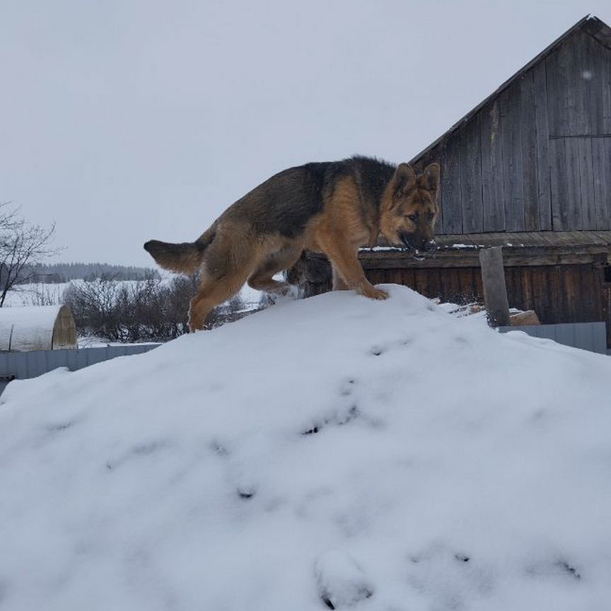 Готовятся к продаже щенки немецкой овчарки