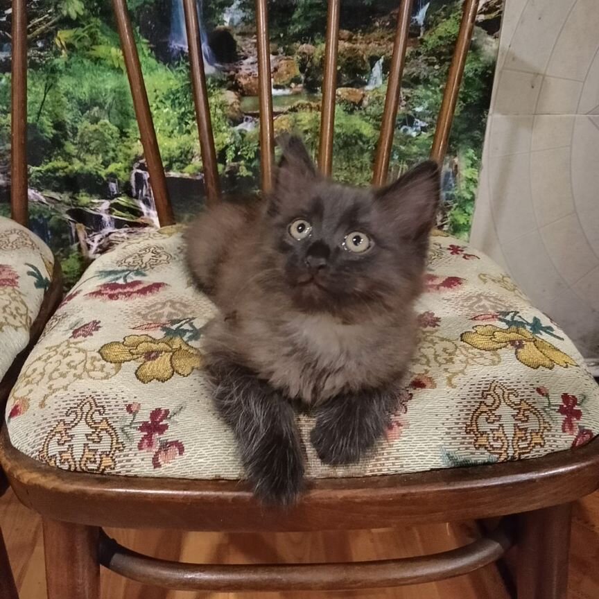 Котенок 1,5 месяца