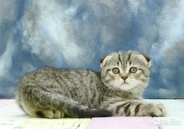 Котик скоттиш фолд n24 браун тигровый табби