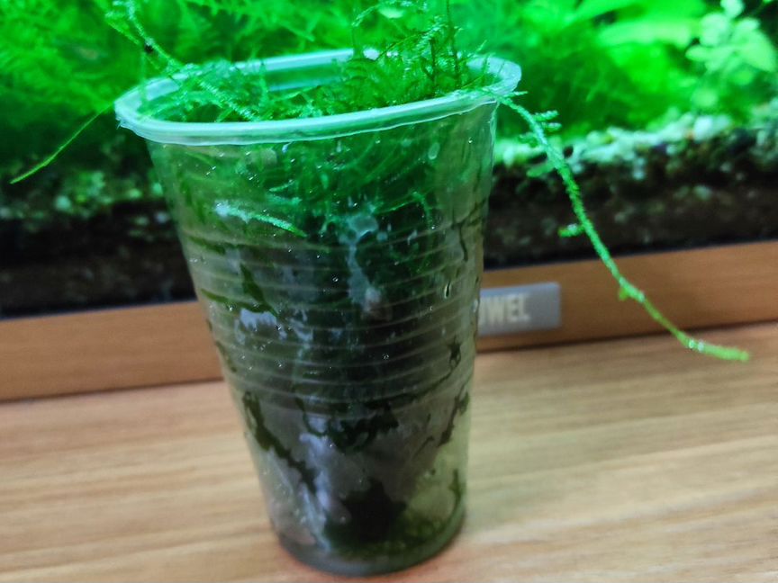 Мох аквариумный