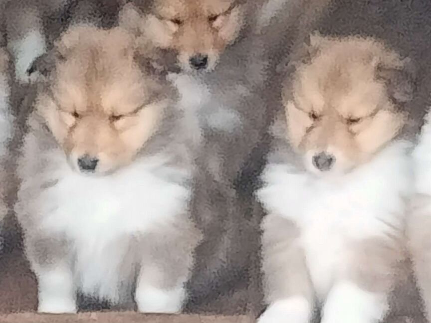 Колли