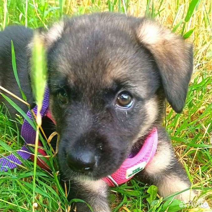 Щенулька, малышка, ищет дом и любящую семью