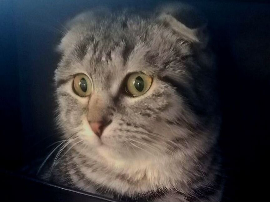 Котёнок скоттиш фолд(вислоухий котик)