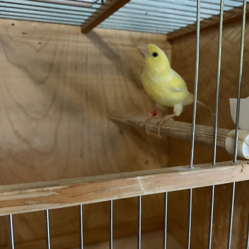 Канарейка гарцский роллер