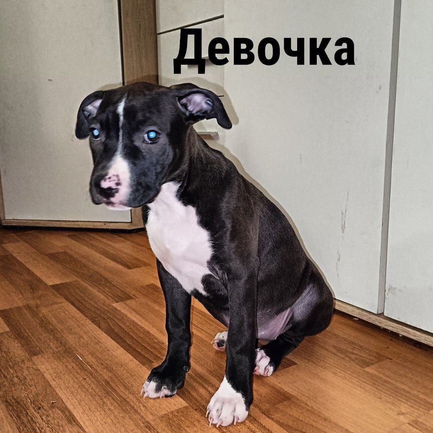 Щенок Амстафф девочка