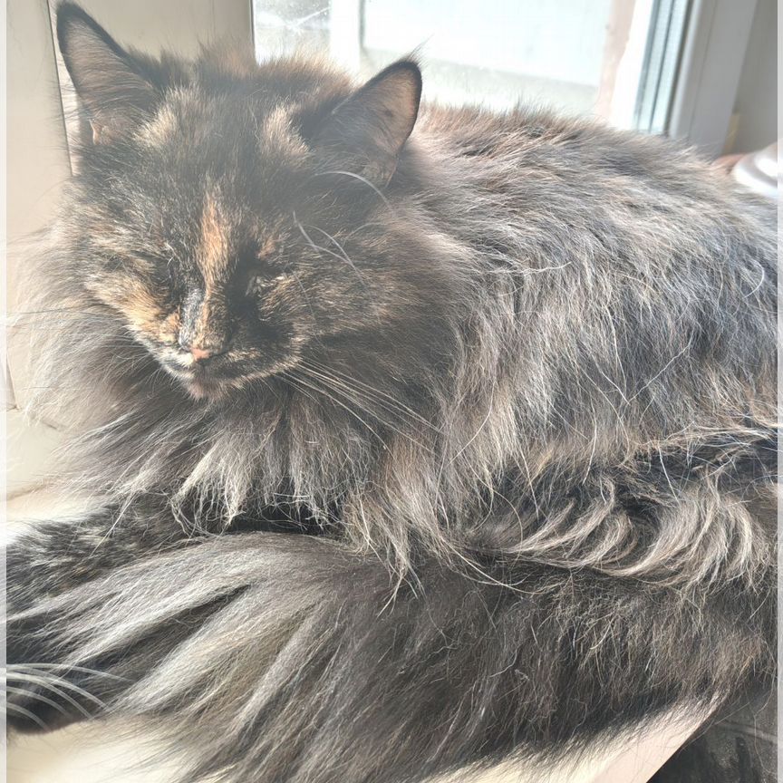 Взрослый кот в добрые руки