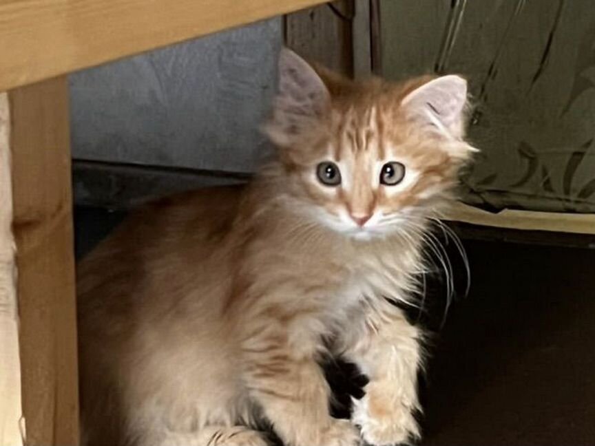 Котенок в добрые руки