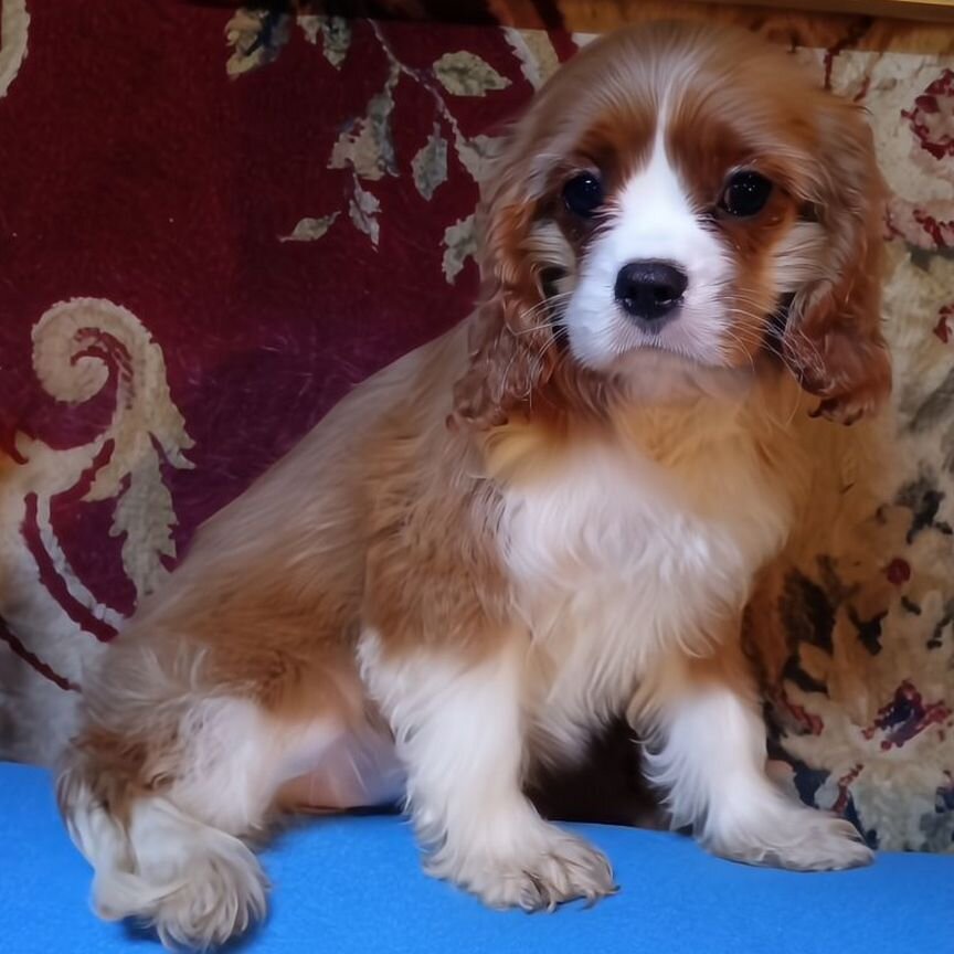 Кавалер кинг-чарльз-спаниель, щенок
