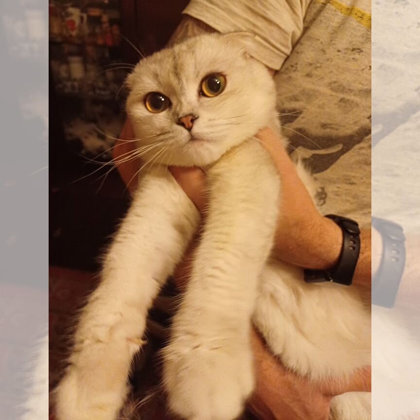 Кошечка Люся в добрые руки