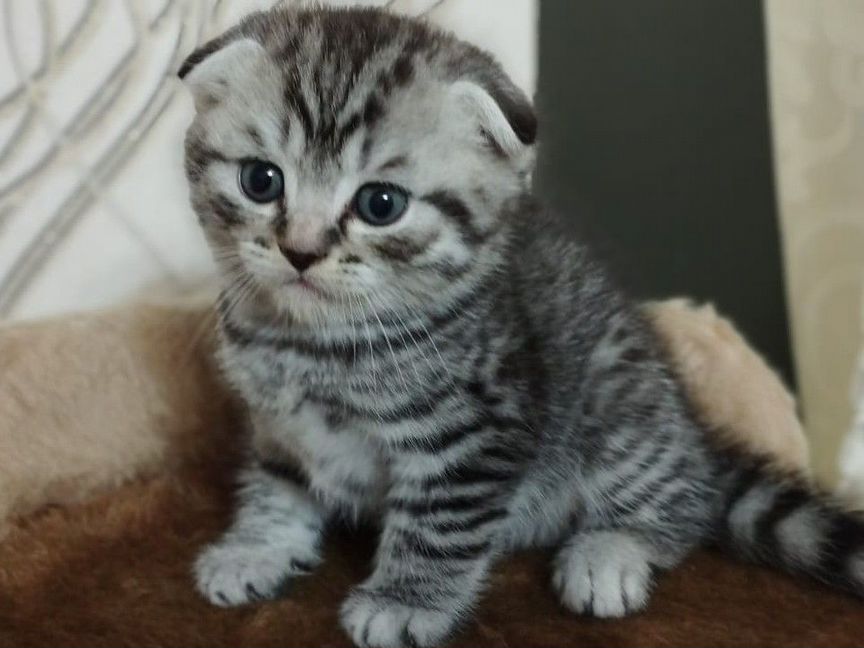 Шотландские вислоухие котята