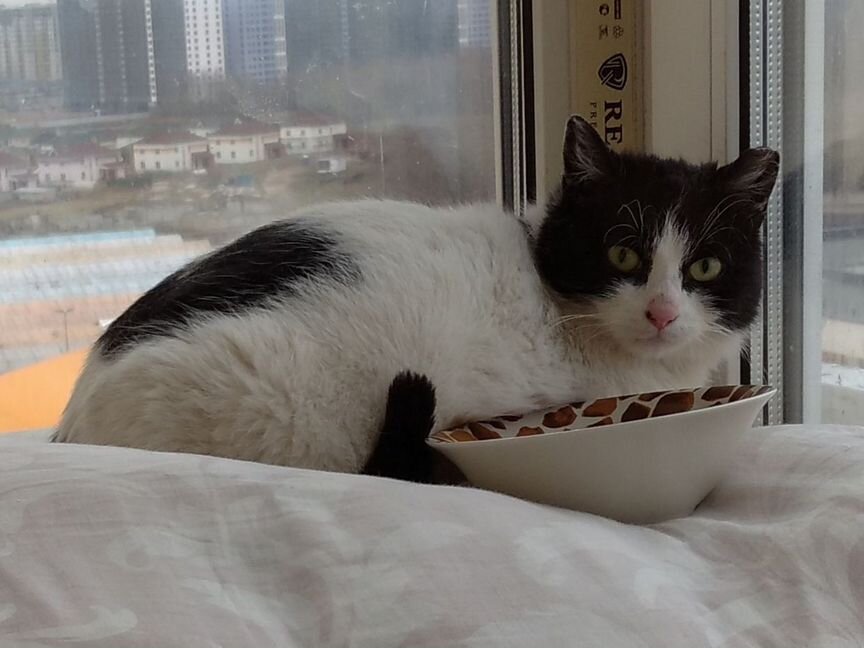 Котик в добрые руки