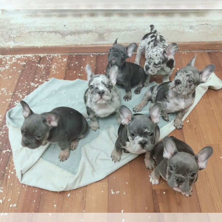 Французский бульдог, щенок