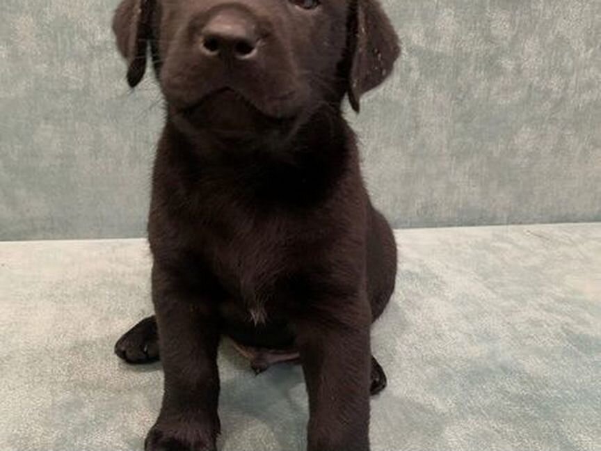 Кобель коричневый лабрадора