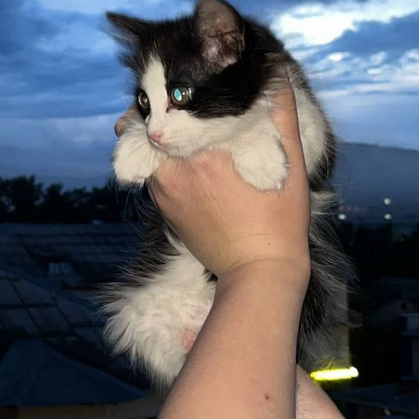 Отдам котёнка в добрые руки