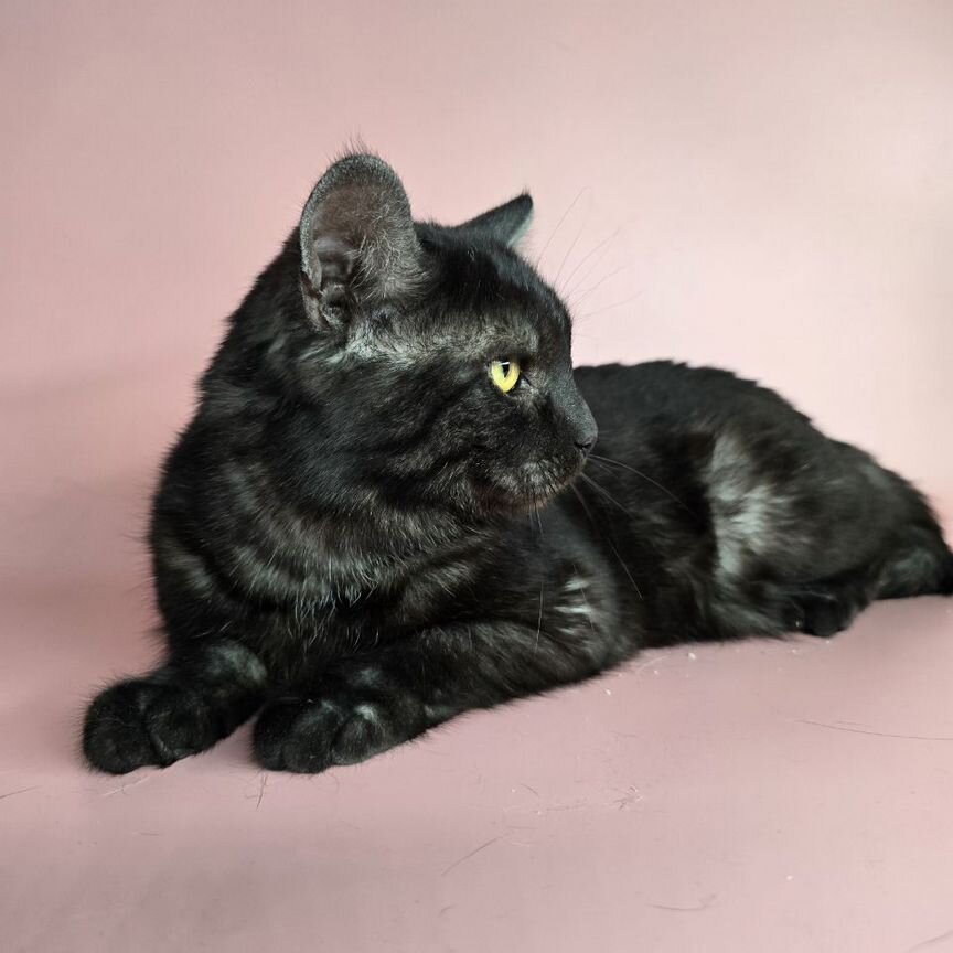 Кот в добрые руки. Бесплатно