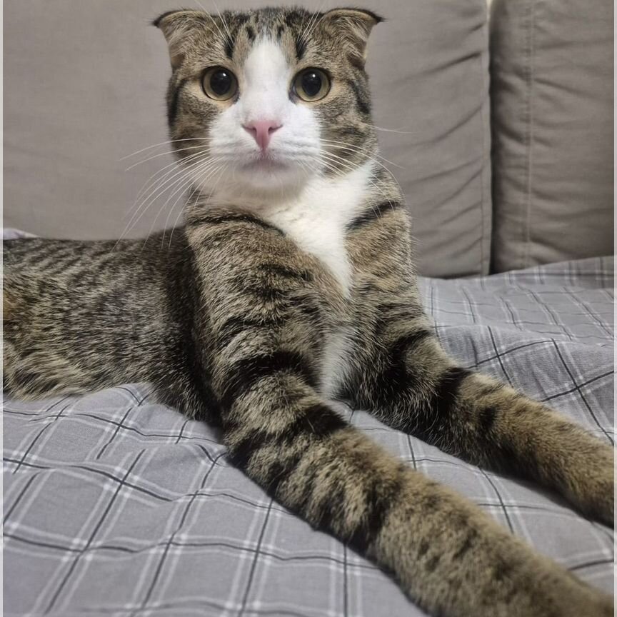 Шотландский вислоухий короткошёрстный котёнок