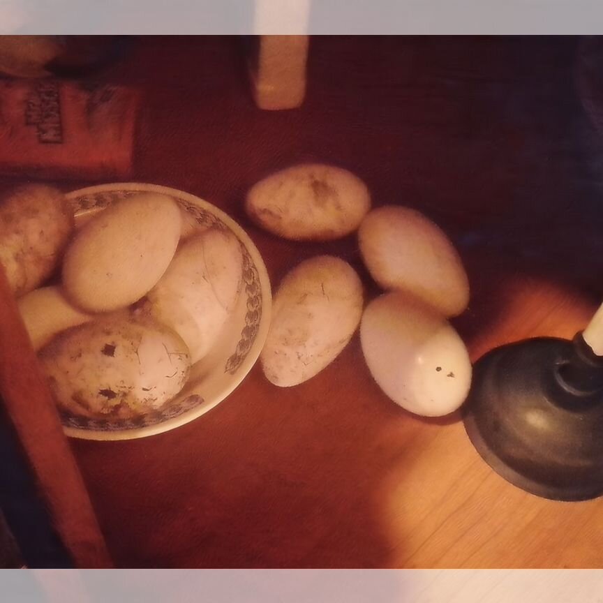 Яйцо гусиное