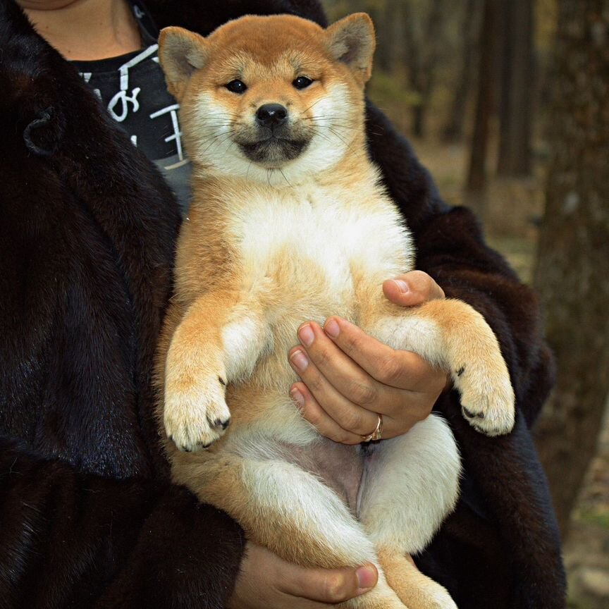 Девочка сиба