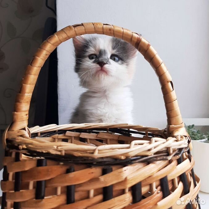 Отдам котенка трехцветную девочку